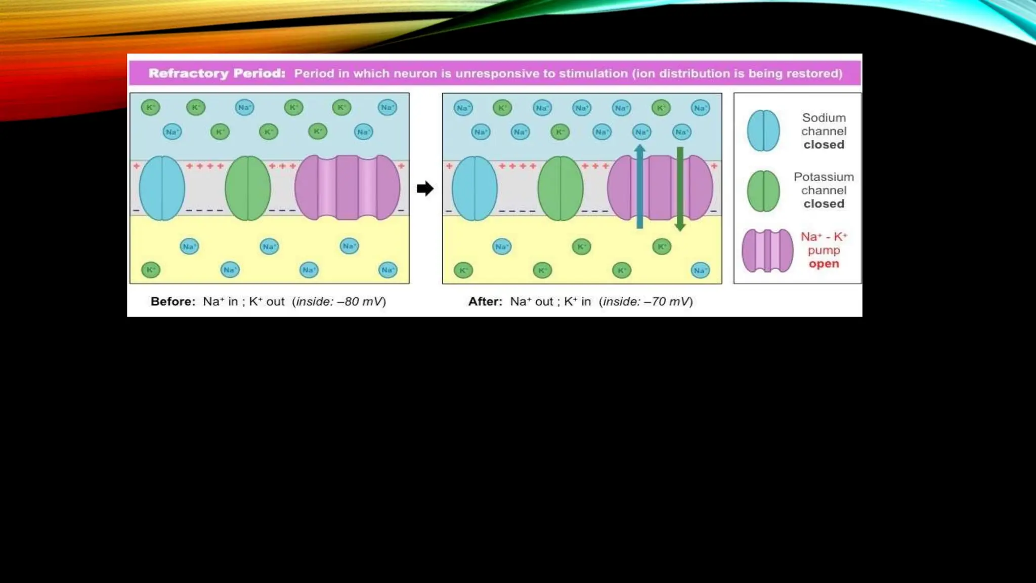 How Resting and Action potential occurs. | PPTX