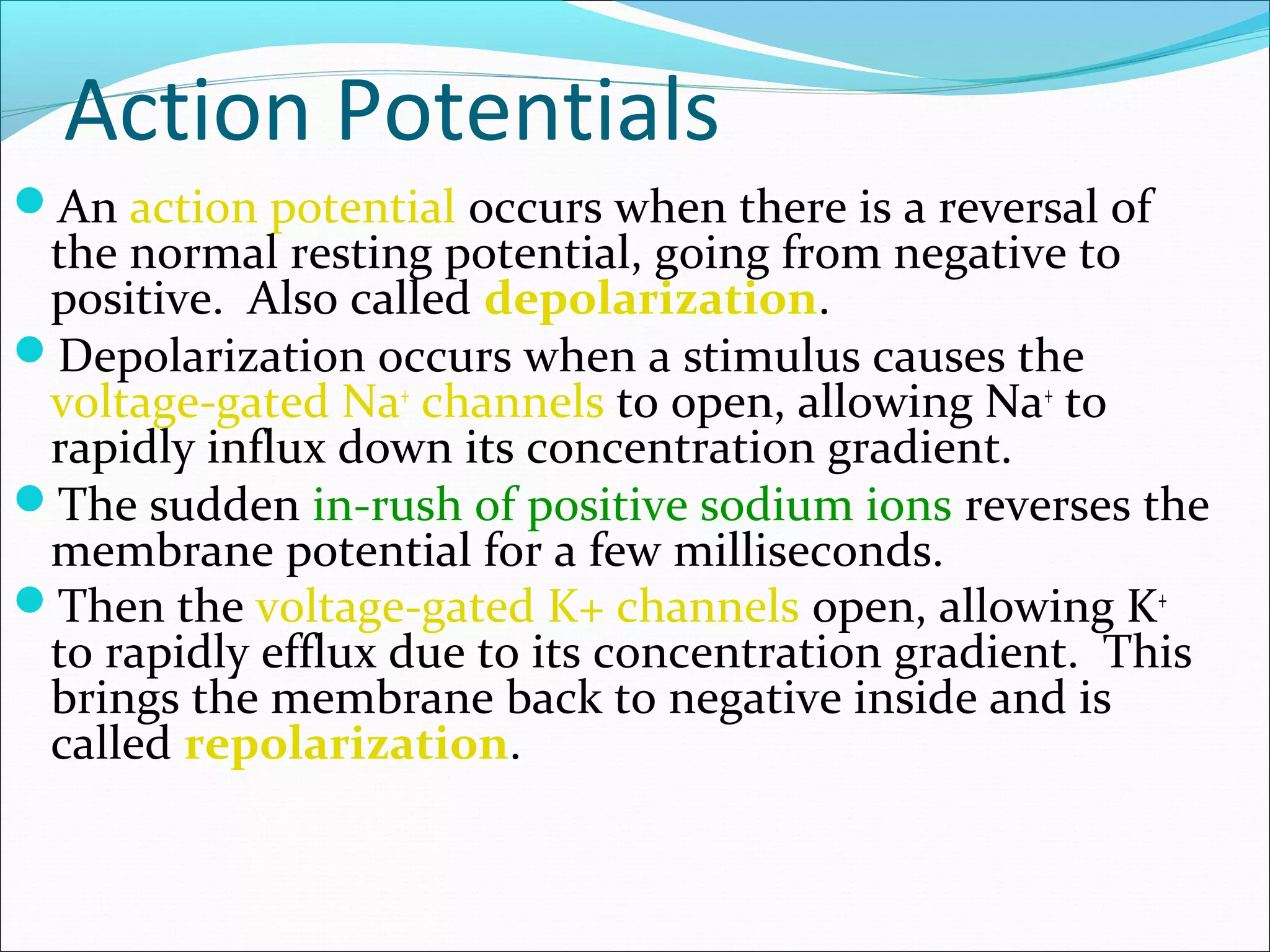 Resting membranepotential | PPT