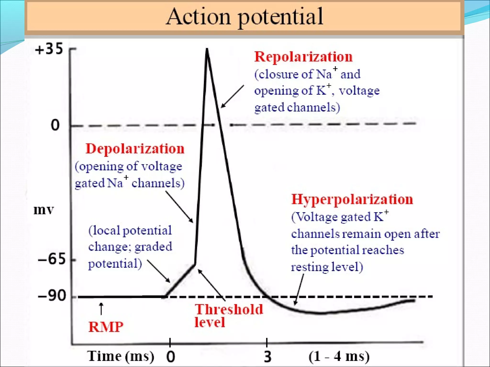 Resting membranepotential | PPT