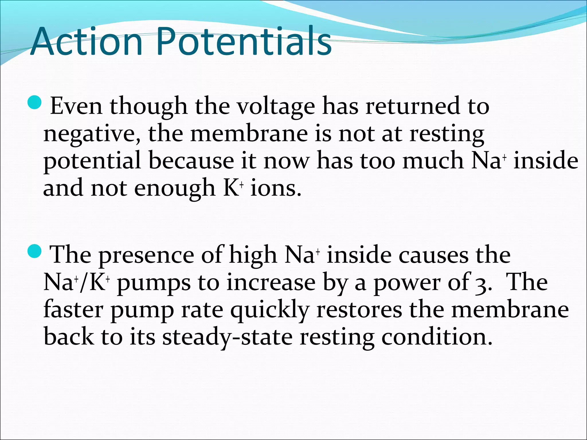 Resting membranepotential | PPT