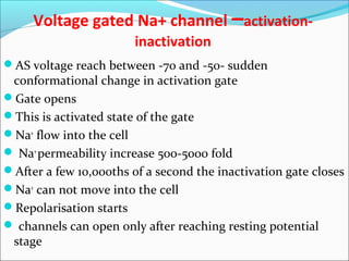Resting membranepotential | PPT