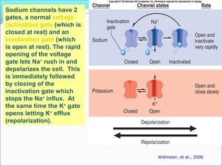 Resting membranepotential | PPT