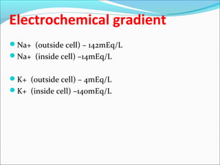 Resting membranepotential | PPT