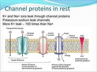 Resting membranepotential | PPT