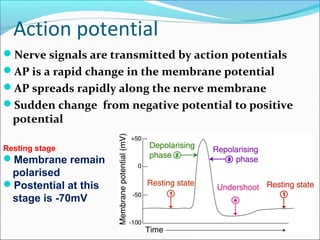 Resting membranepotential | PPT