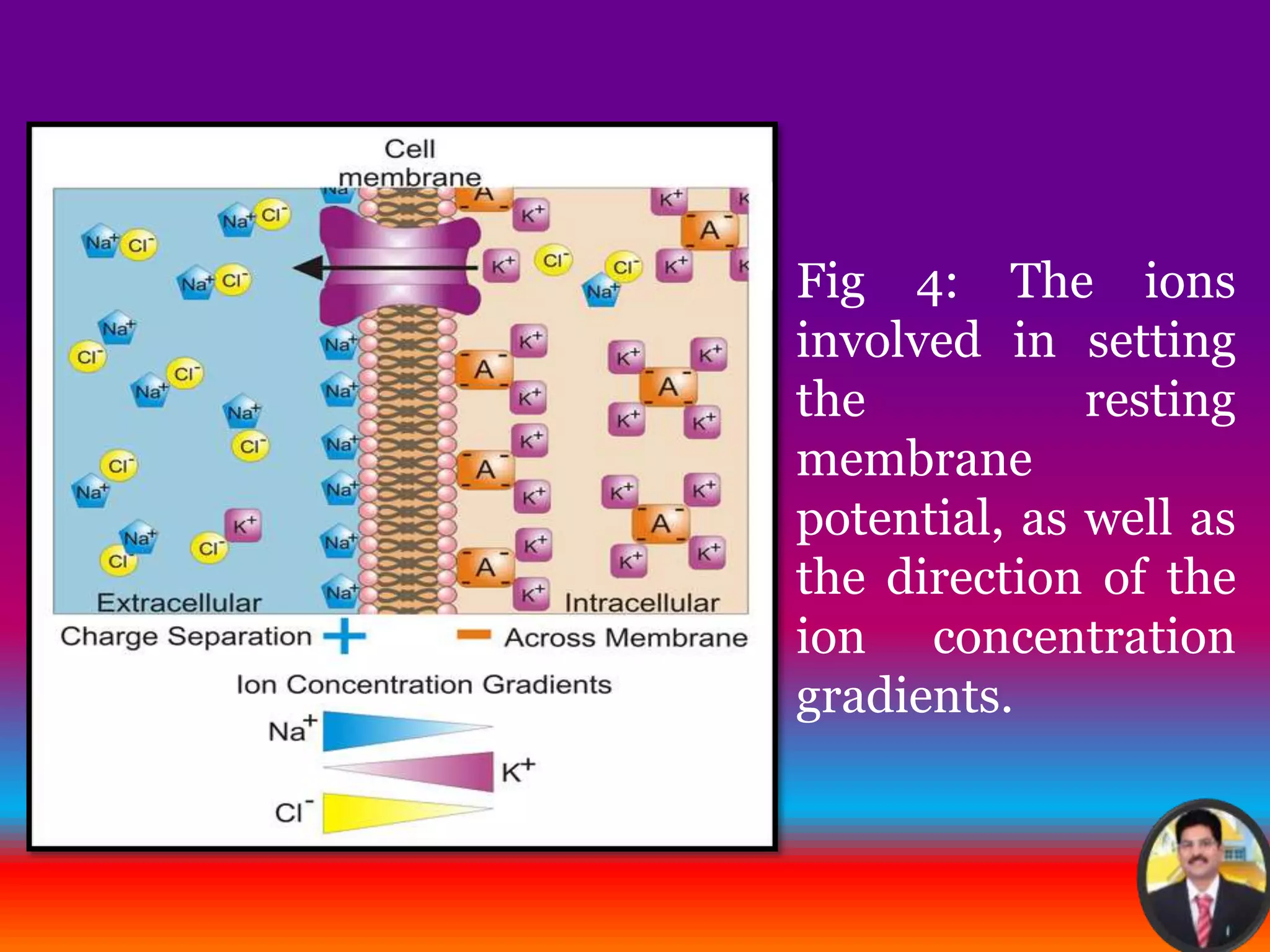 Resting membrane potential | PPTX