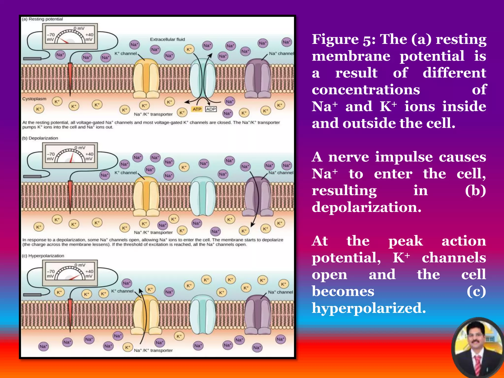 Resting membrane potential | PPTX