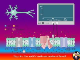 Resting membrane potential | PPTX