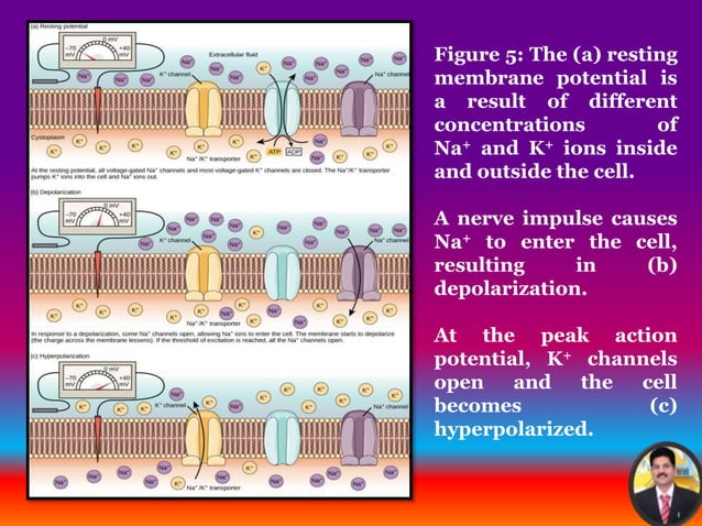 Resting membrane potential | PPTX