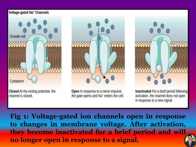 Resting membrane potential | PPTX