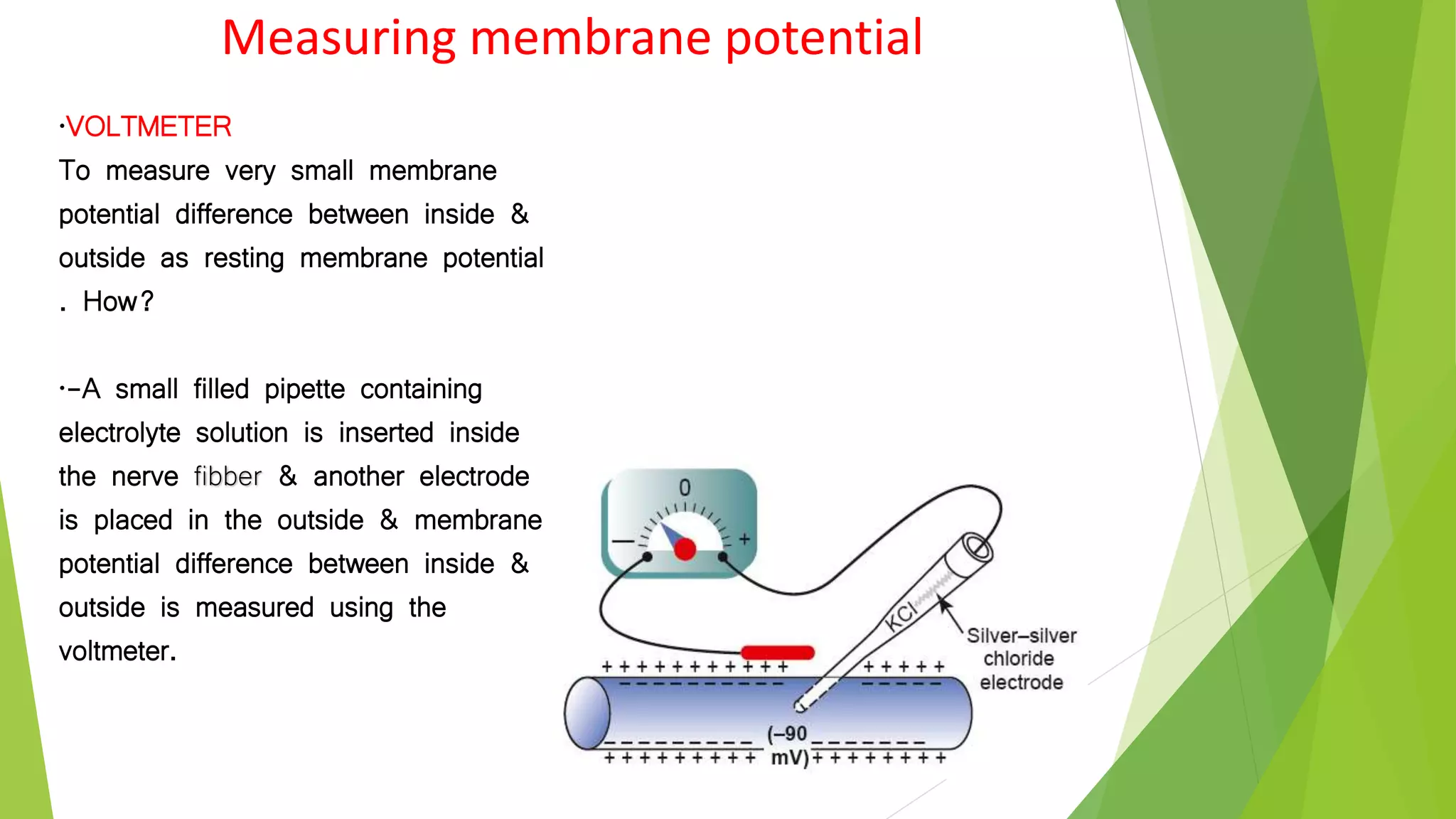 Resting membrane potential | PPTX