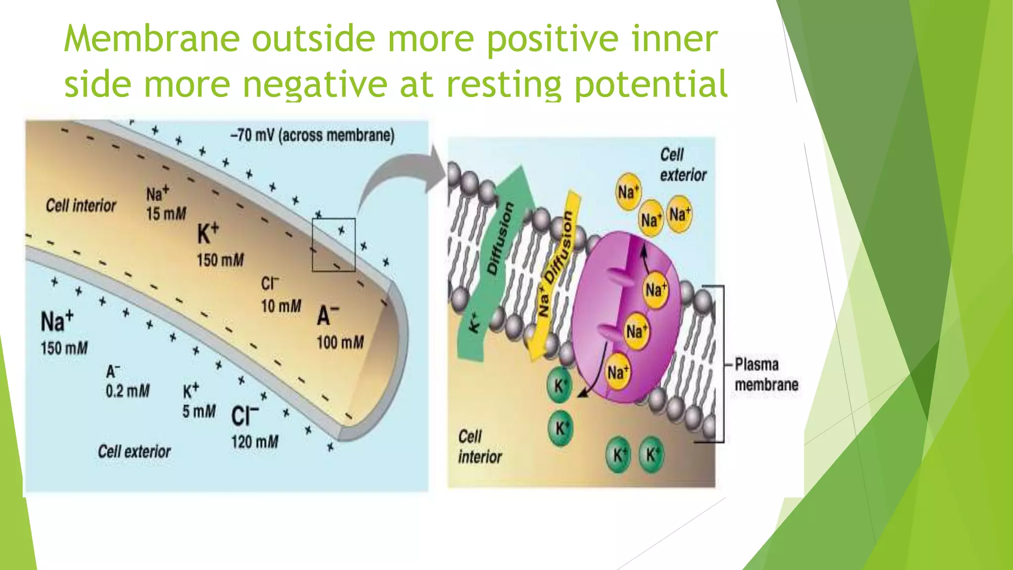 Resting membrane potential | PPTX