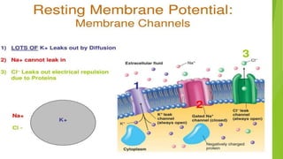 Resting membrane potential | PPTX