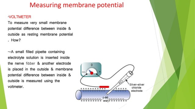 Resting membrane potential | PPTX | Physics | Science