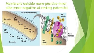 Resting membrane potential | PPTX