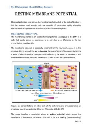 Resting Membrane Potential | PDF