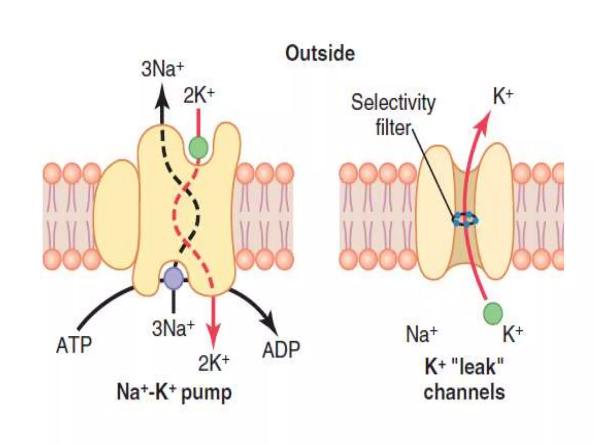 Resting membrane potential | PPTX