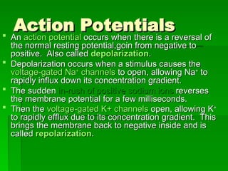 RestingMembranePotential definition and clarificationppt | PPT