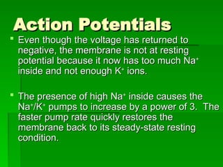 RestingMembranePotential definition and clarificationppt | PPT