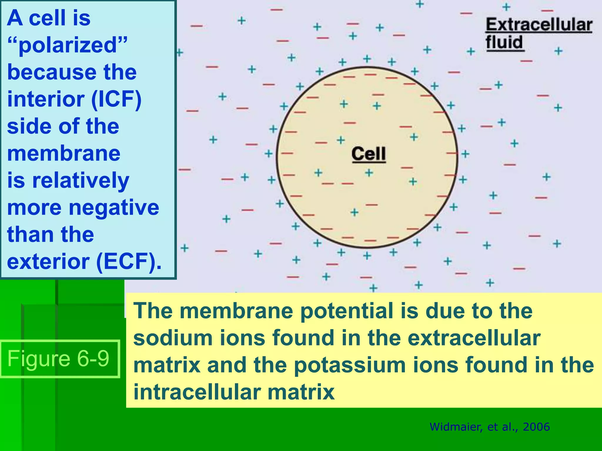 RestingMembranePotential | PPT