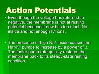RestingMembranePotential | PPT