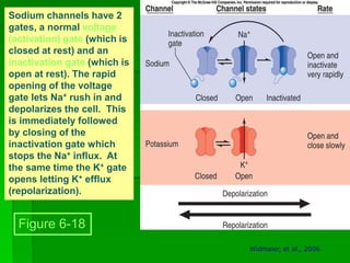 RestingMembranePotential | PPT