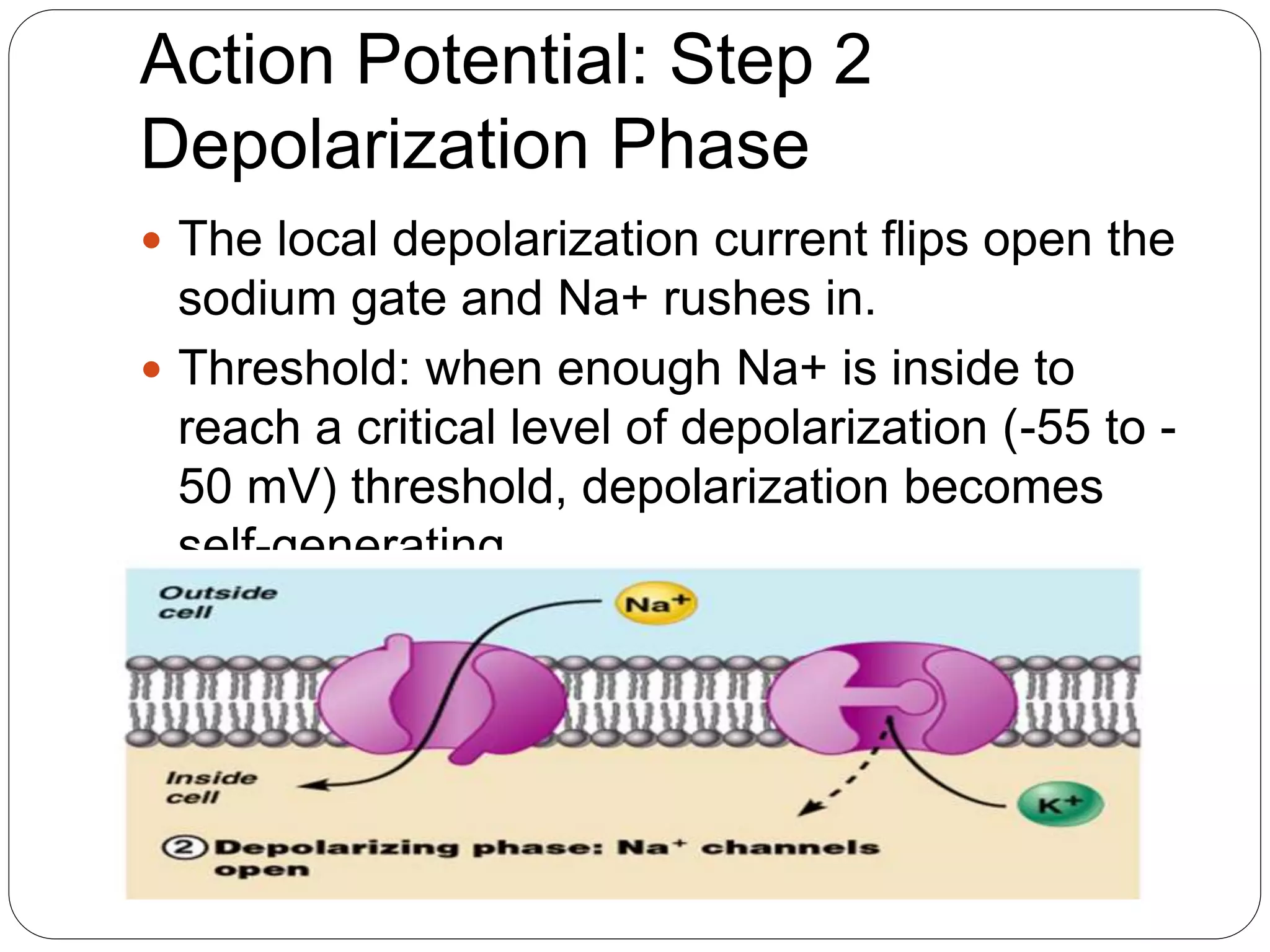Resting membrane potential and action potential | PPTX