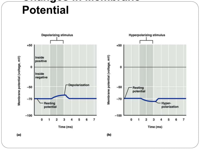 Resting membrane potential and action potential | PPTX | Chemistry ...