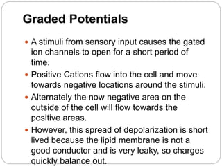 Resting membrane potential and action potential | PPTX