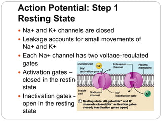 Resting membrane potential and action potential | PPTX