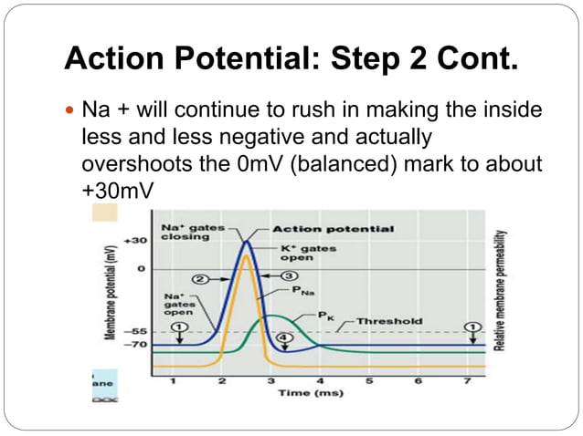 Resting membrane potential and action potential | PPTX | Chemistry ...