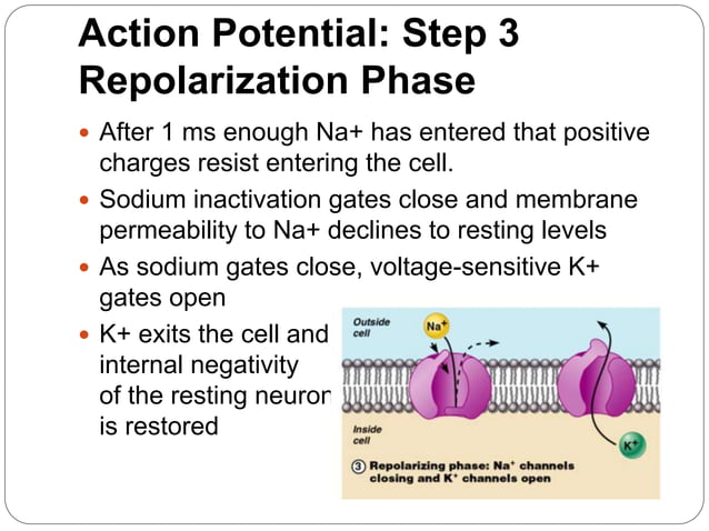 Resting membrane potential and action potential | PPTX | Chemistry ...