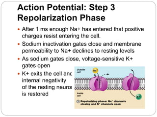 Resting membrane potential and action potential | PPTX