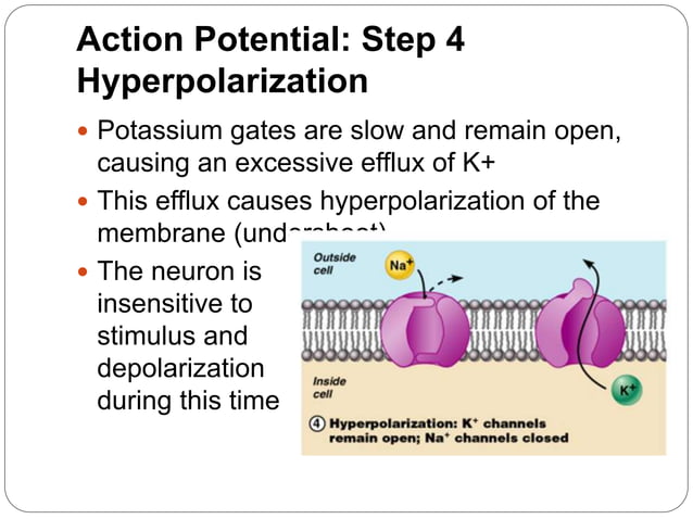 Resting membrane potential and action potential | PPTX | Chemistry ...