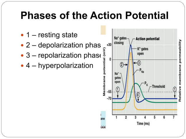 Resting membrane potential and action potential | PPTX | Chemistry | Science