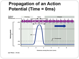 Action Potential 4 Steps