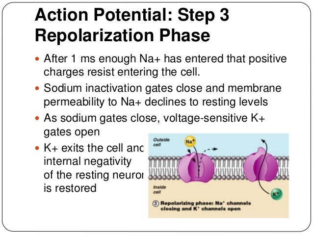 Resting Potential