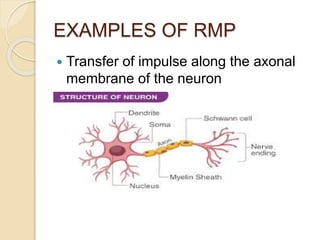 RESTING POTENTIAL & ACTION POTENTIAL-2.pptx