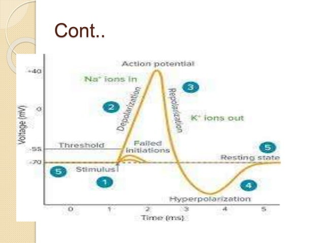 RESTING POTENTIAL & ACTION POTENTIAL-2.pptx