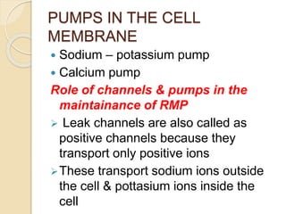 RESTING POTENTIAL & ACTION POTENTIAL-2.pptx