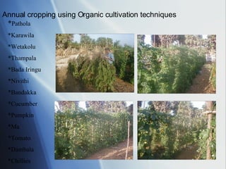 Restoration Of Ground Water In Kalpitiya, Sri Lanka | PPT