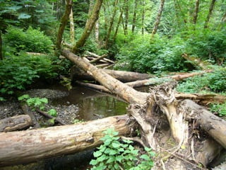 Channel and Floodplain Alterations for River Restoration by Melinda ...