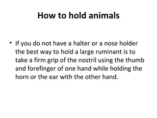 Restraining of large animals | PPT