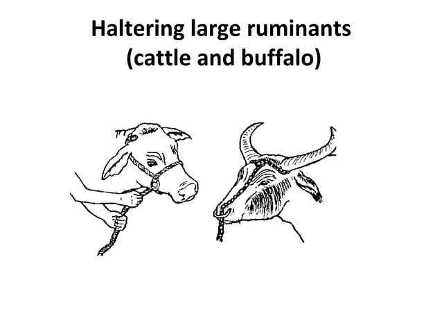 Restraining of large animals | PPT | Large Animals | Pets