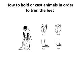 Restraining of large animals | PPT