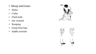 Restraining and casting animal | PPTX