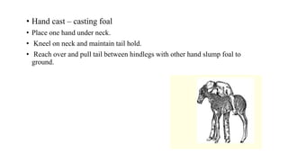 Restraining and casting animal | PPTX