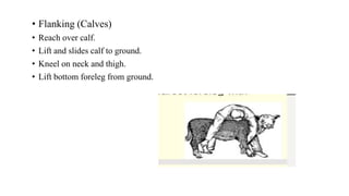 Restraining and casting animal | PPTX
