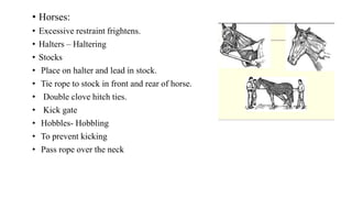 Restraining and casting animal | PPTX