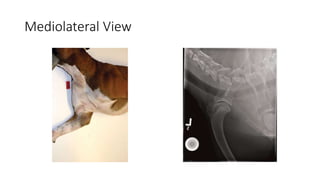 Restraining of Animal During X-ray Examination | PPTX